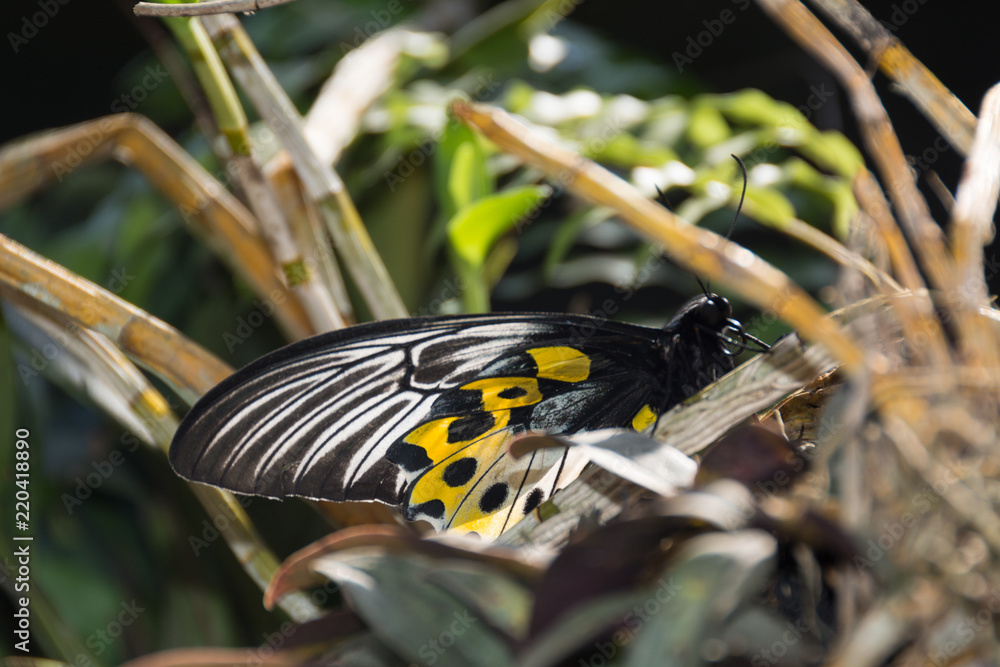 butterfly at a butterfly park in bali indonesia Stock Photo | Adobe Stock