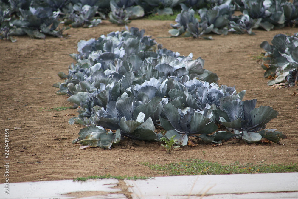 Red cabbage on the dry fields in the Noordoostpolder in the Netherlands ...