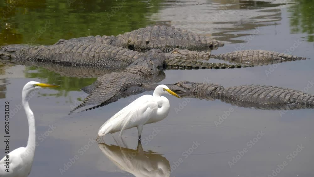 Vidéo Stock Many wild crocodiles swimming in turbid water. Group of ...
