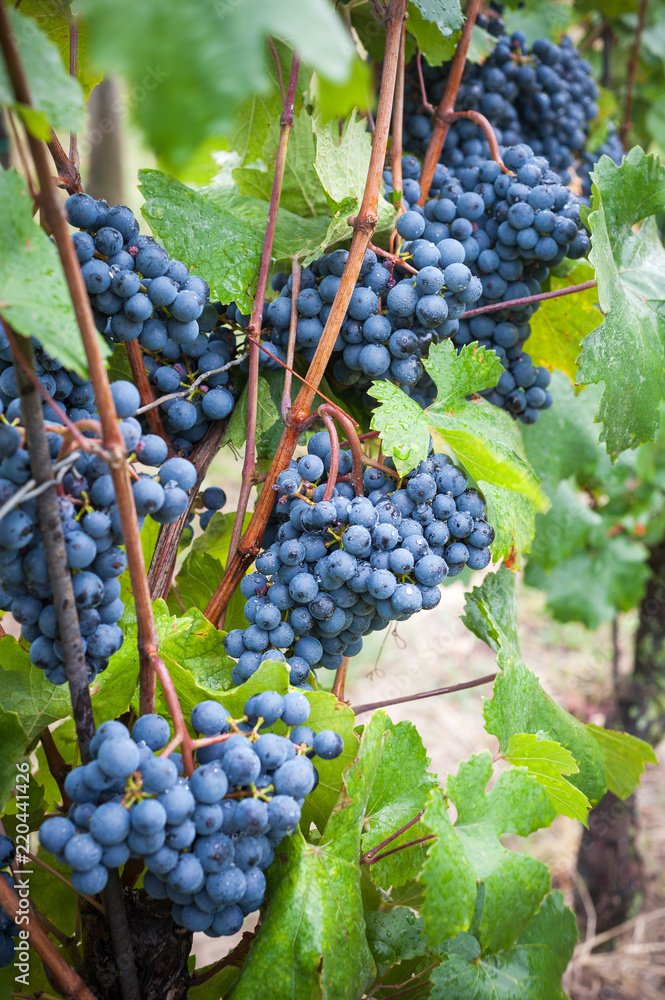 Reife Weintrauben im Weinberg Stock-Foto | Adobe Stock