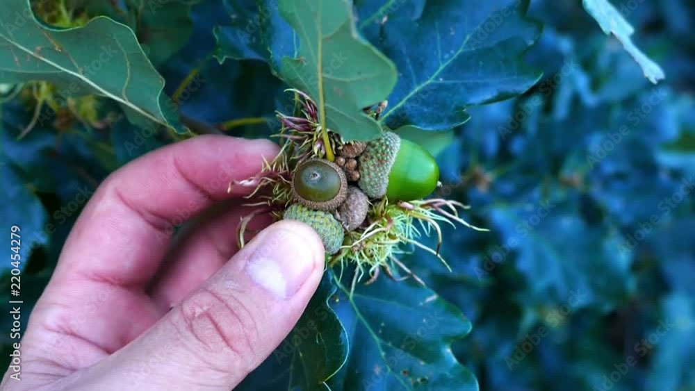 a man's hand on acorns, acorns medicine with fruit, medicinal fruit of ...