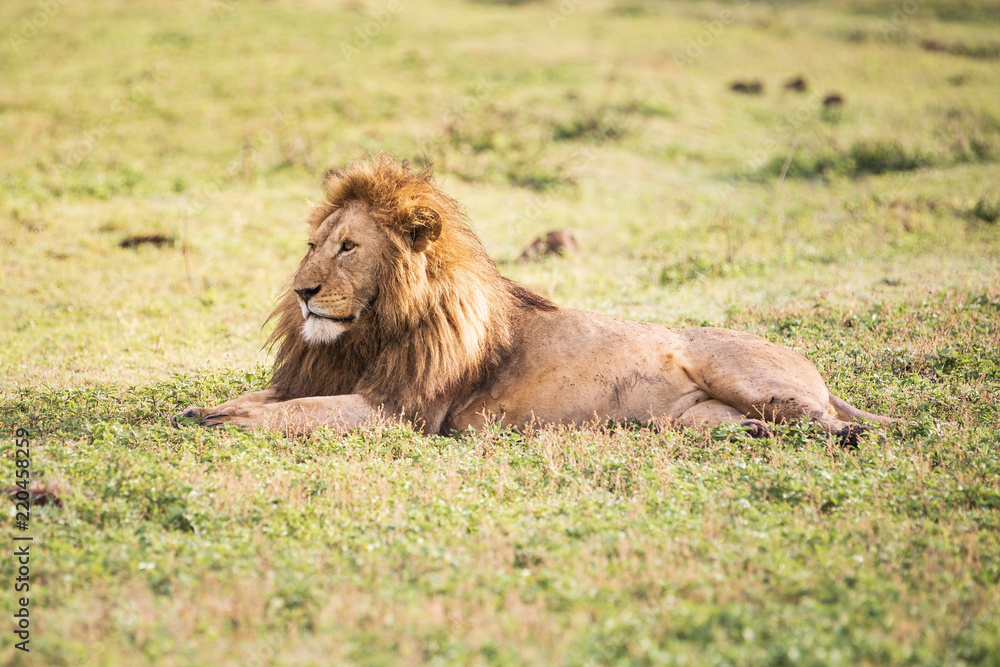 Male Lion Lying Down
