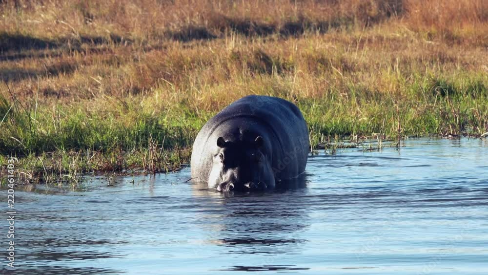 Hippo fans his tail while defecating in river. This spreads the manure ...