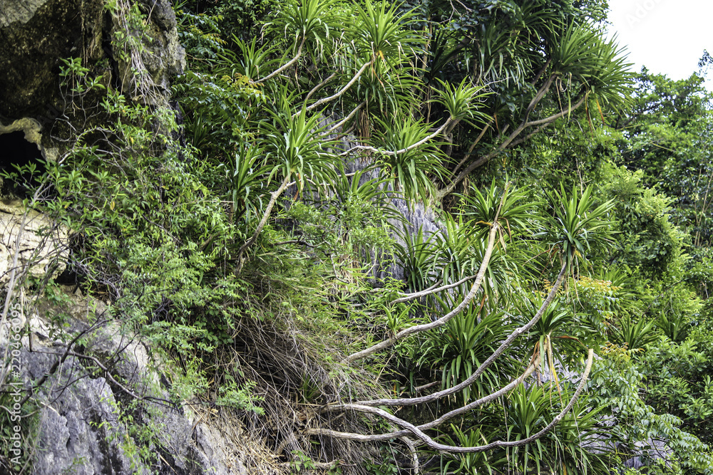 Tropical Plants Growing from a Limestone Cliff in Halong Bay, Vietnam ...
