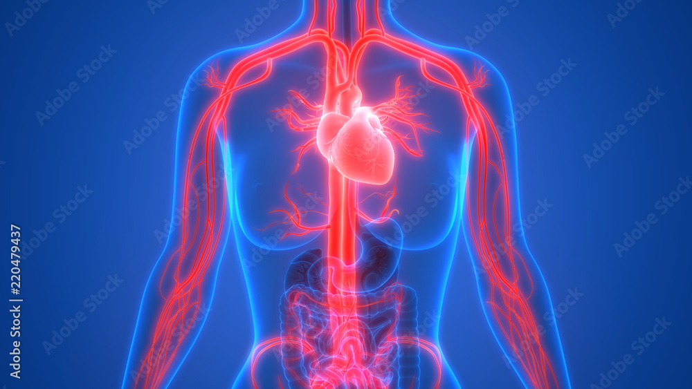 Human Circulatory System Anatomy Stock Illustration | Adobe Stock