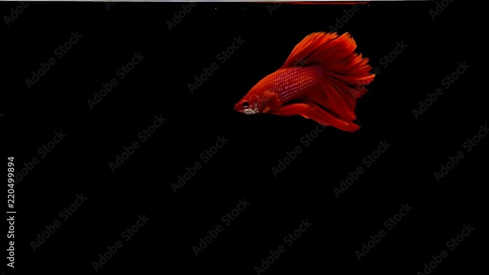 The beautiful Siamese fighter fish swimming. it's have elegant big red ...