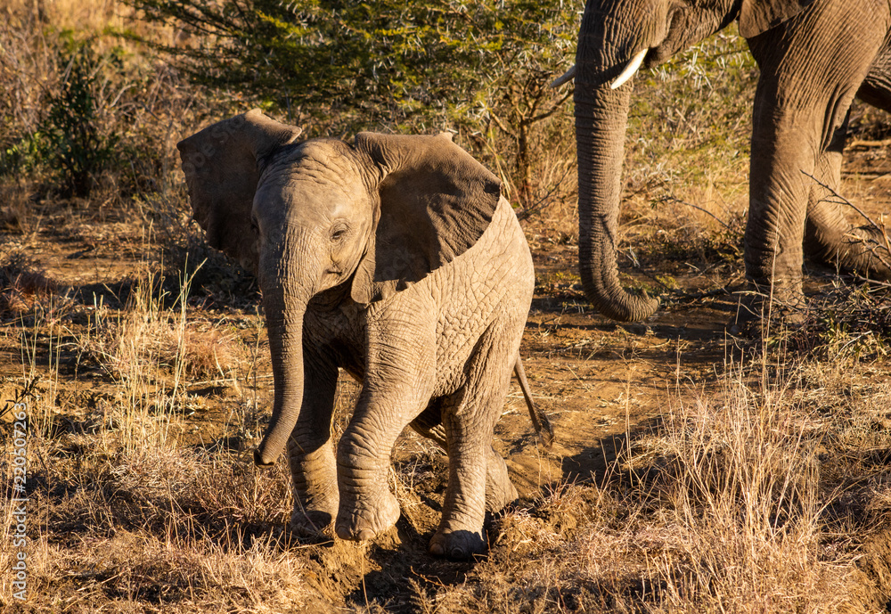Baby Elephant Charging