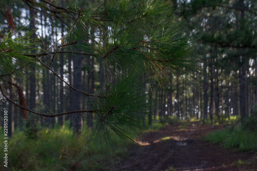 Background with pine forest and hiking trails in the forest at the ...