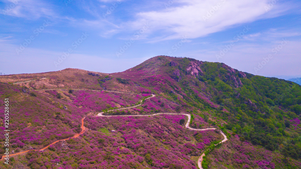 Beautiful Royal Azalea Flower at Hwangmaesan mountain in Hapcheon city ...