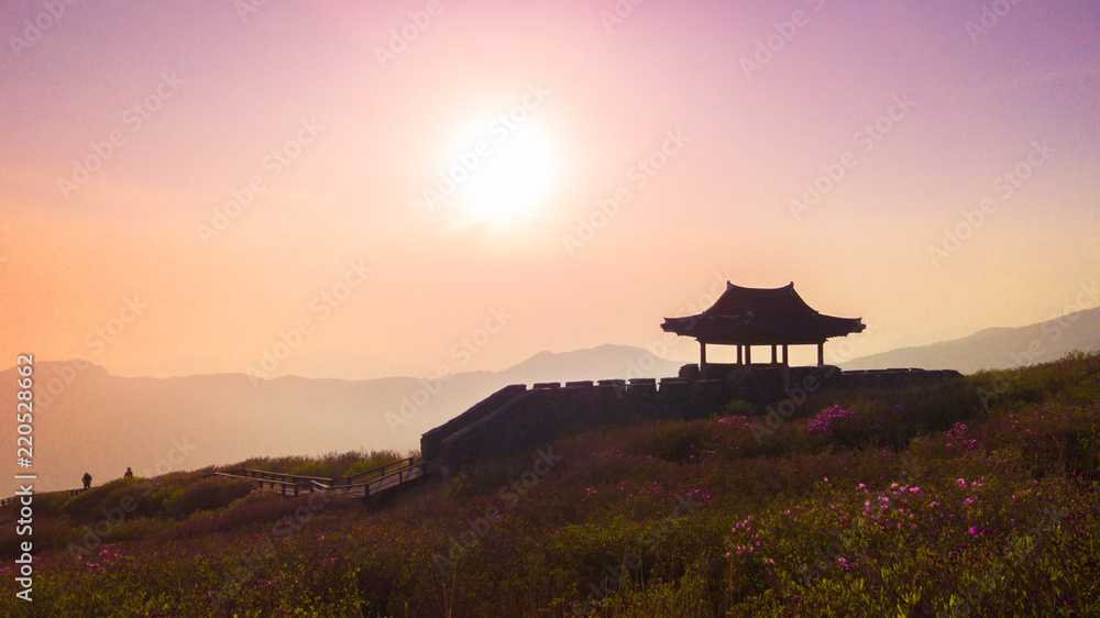 Beautiful Royal Azalea Flower at Hwangmaesan mountain in Hapcheon city ...