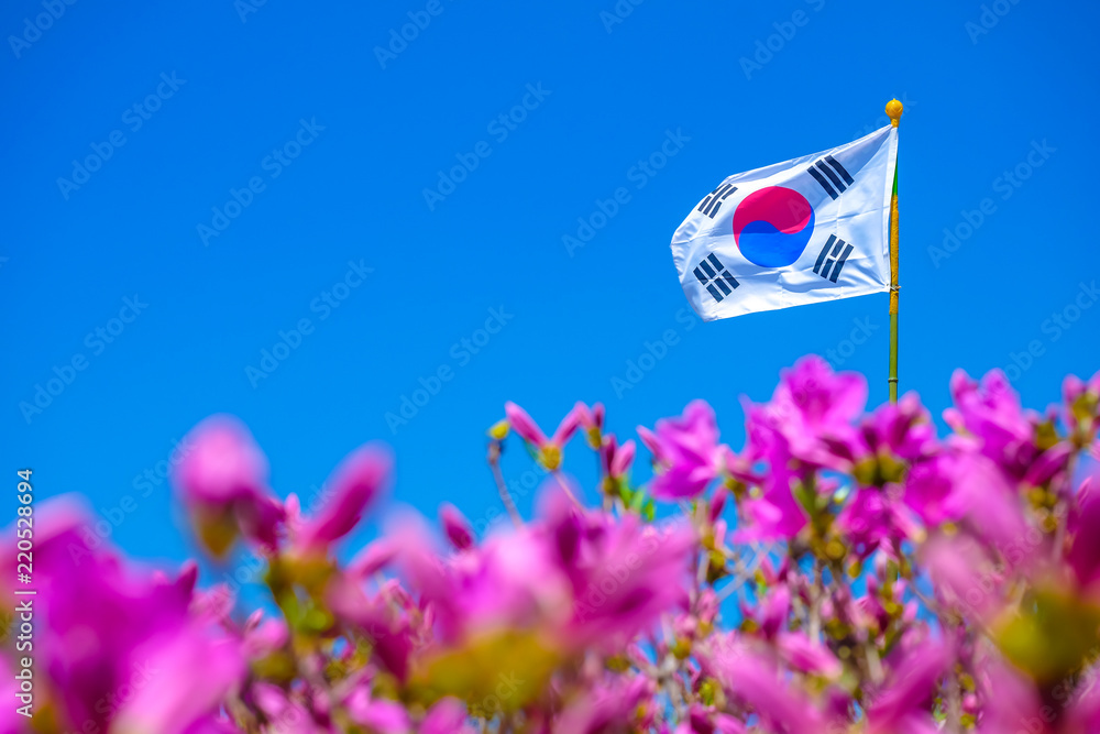 Beautiful Royal Azalea Flower at Hwangmaesan mountain in Hapcheon city ...