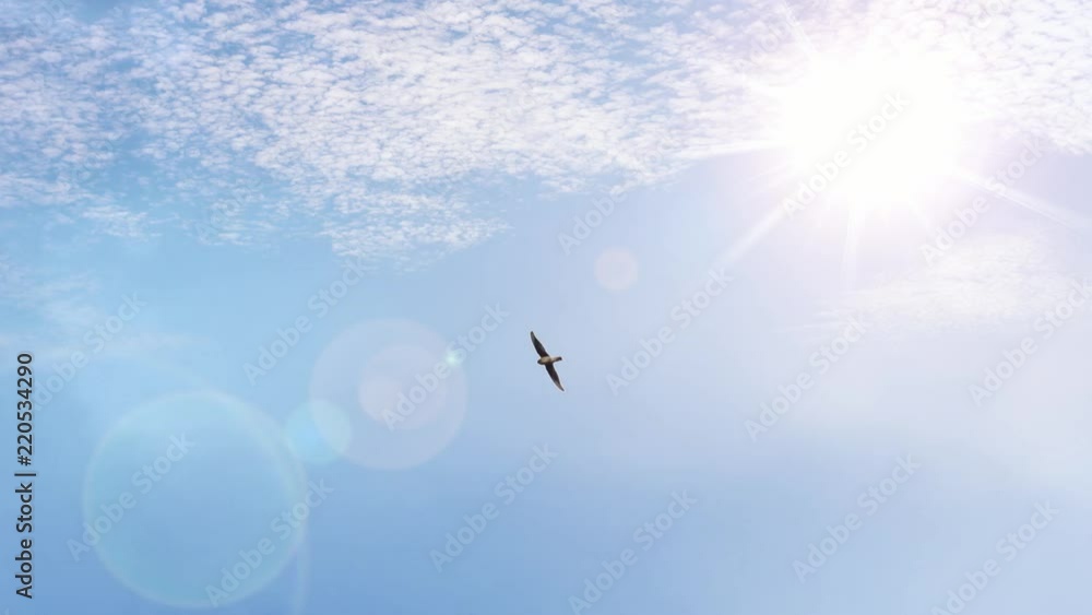 Bird in flight,hd slow motion. Cute swallow bird flying high with the ...