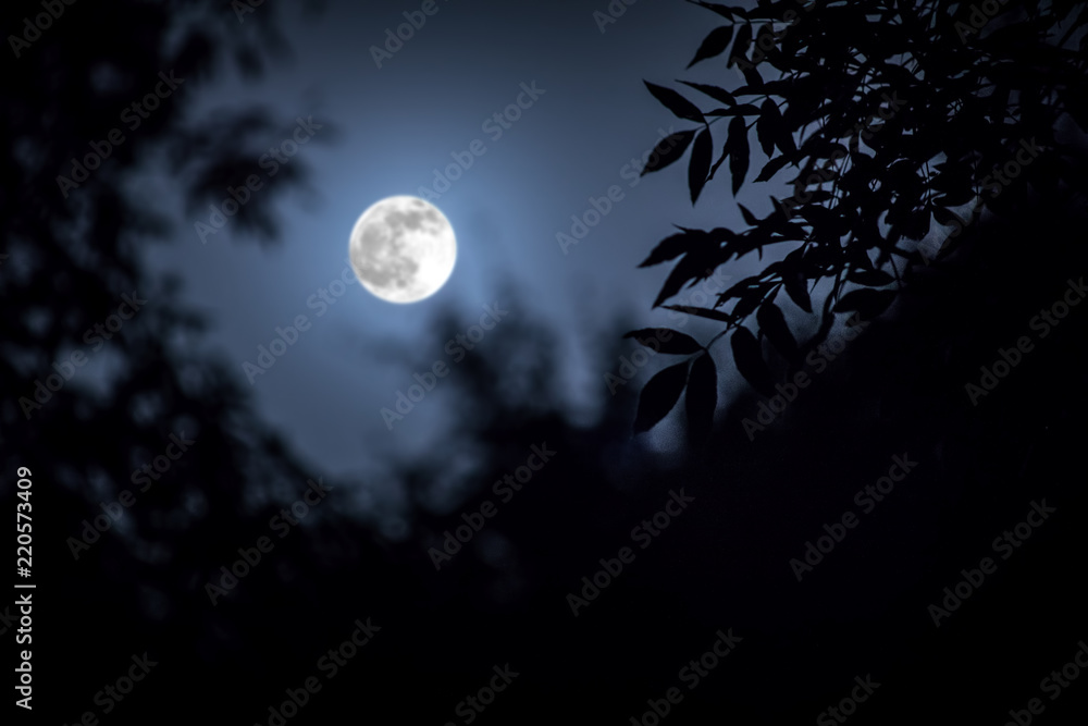 Night Moon Sky And Tree