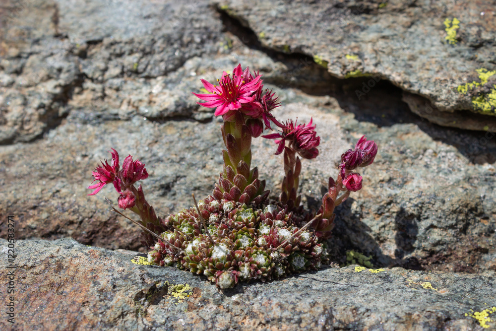 Alpine flower Sempervivum arachnoideum (cobweb houseleek) on rocks ...