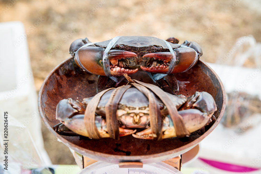 Focus sea crabs tied by rope and weighted scale. fresh crabs in seafood ...