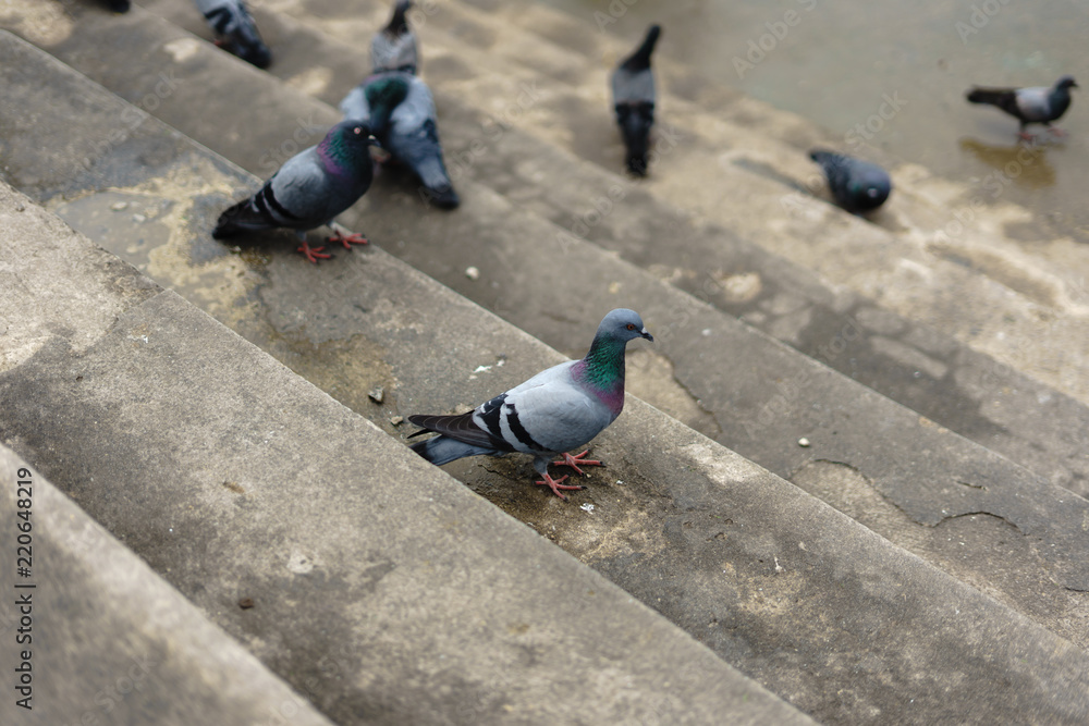 Pigeons and doves constitute the bird family Columbidae and the order ...