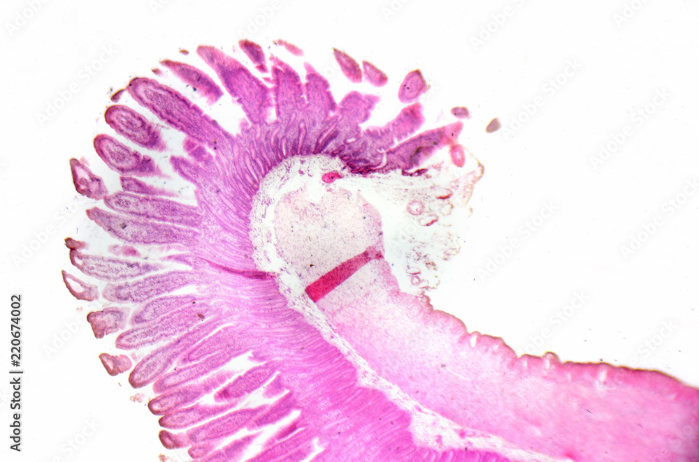 Microscopy photography. Small intestine transversal section. Stock ...