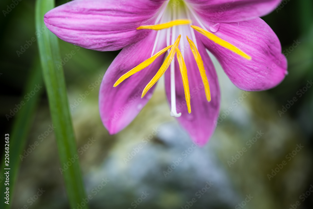 Zephyranthes rosea, commonly known as the Cuban zephyrlily, rosy rain ...