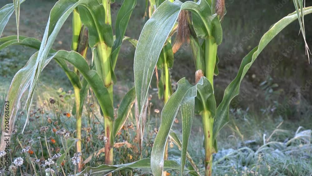 Corn maize plants in first frost rime in early autumn morning. Tilt up ...