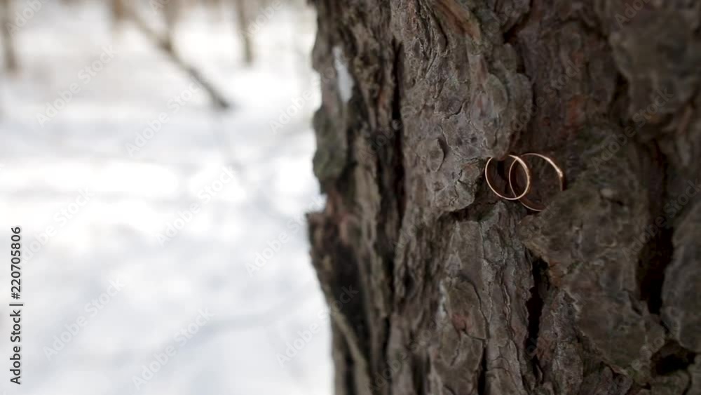 Wedding day rings for bride and groom in nature outdoors close up ...