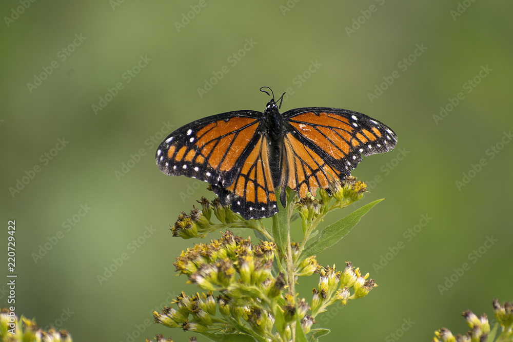 Battered Monarch Butterfly (Danaus plexippus) with damaged wings ...