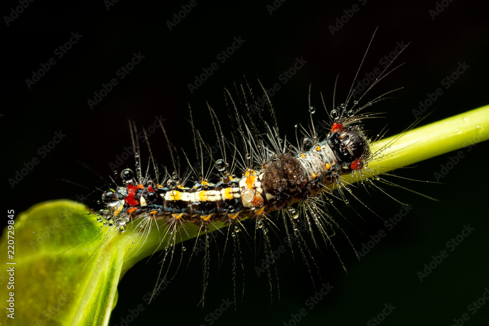 Top view and close up of beautiful and colorful spiky hair worm with ...