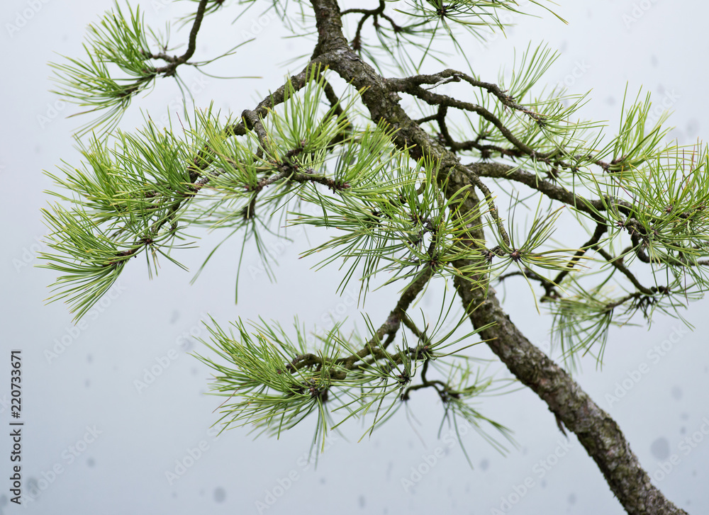 Details of traditional bonsai tree, Japanese art form using trees grown ...