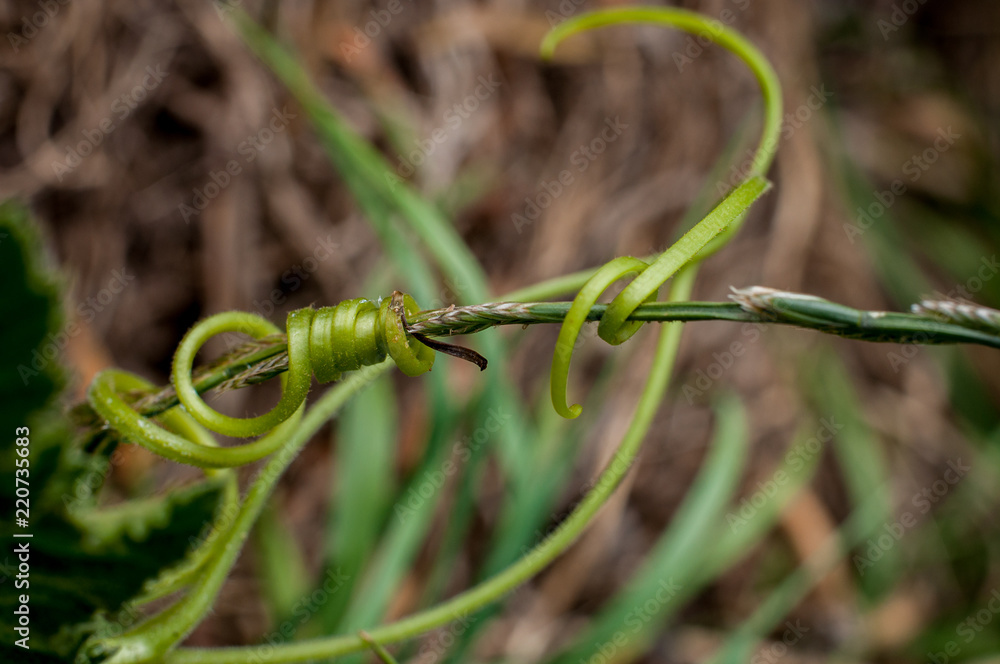 CUCÚRBITA FICIFOLIA, PLANTA DE SAMBO Stock Photo | Adobe Stock