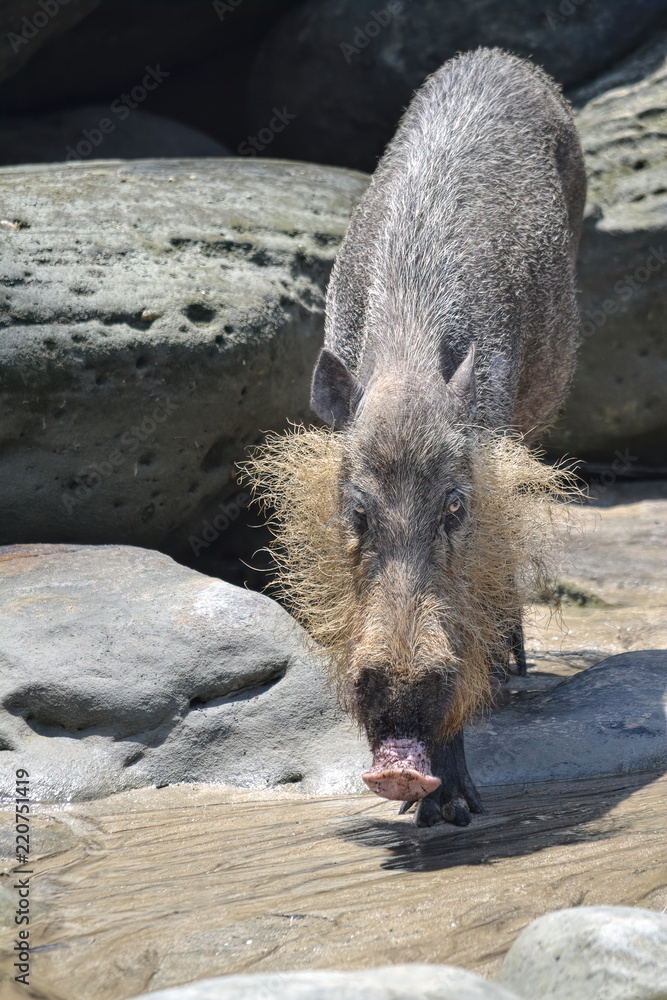 bearded pig of borneo Stock Photo | Adobe Stock