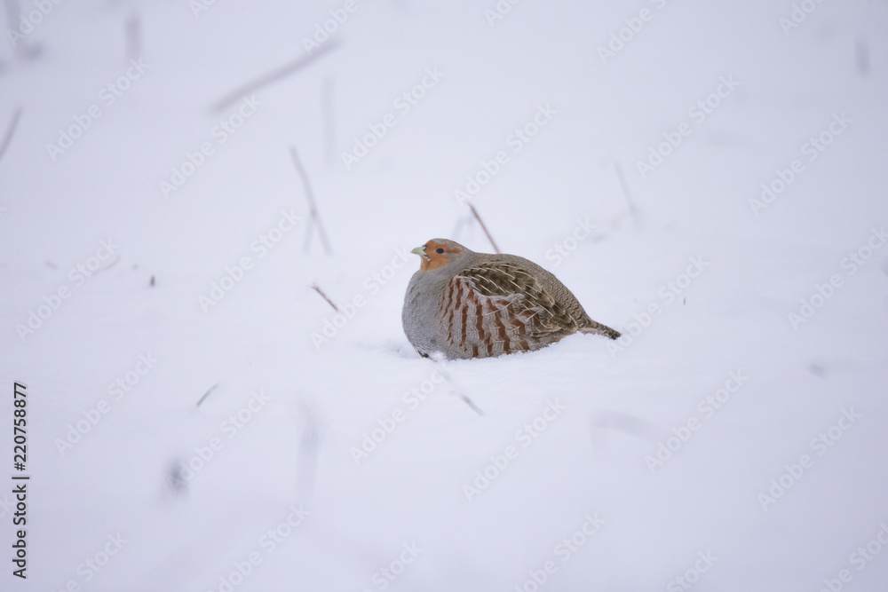 Grey partridge Perdix, also known as the English partridge, Hungarian ...