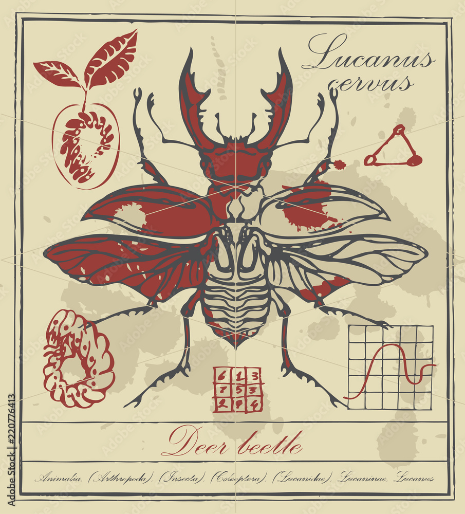 Vector banner with drawing of a stag-beetle and it larva, handwritten ...