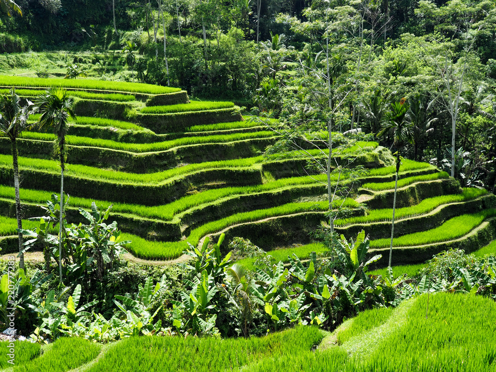 Tegallalang Rice Terrace, idyllische Reisterrassen, Ubud, Bali Stock ...
