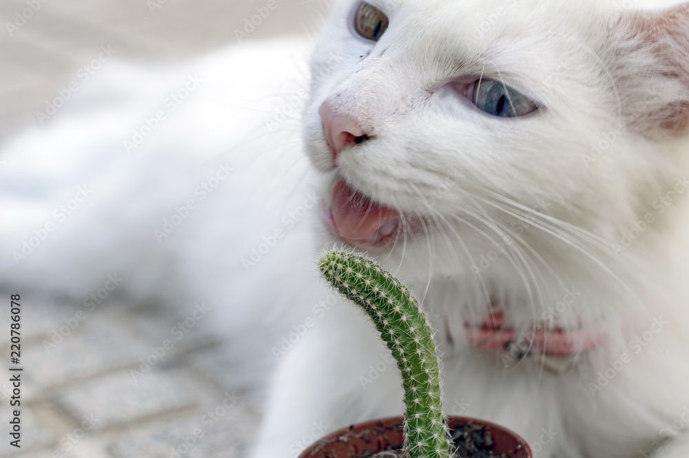 Primer plano de un gato blanco con un ojo de cada color mordiendo un ...