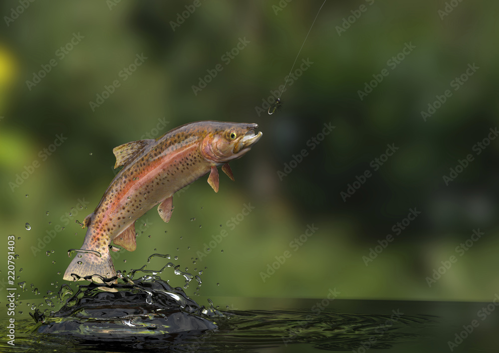 Rainbow freshwater fish is about to cath fly fishing lure in river ...