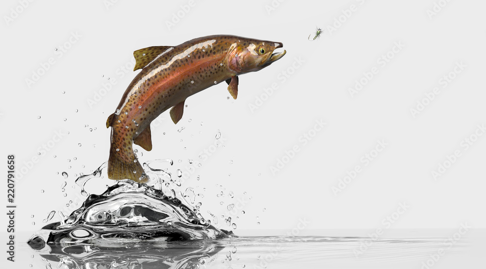 Sideview of a trout fish with flyfishing lure. Fish chasing attractive ...