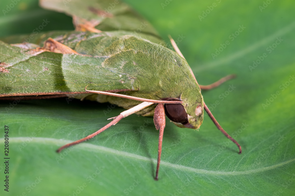Eumorpha labruscae gaudy sphinx green moth catapilar on leaf hawk-moth ...