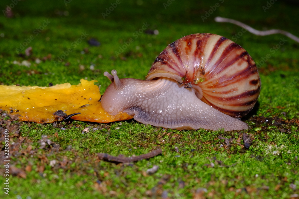 Snail's life in nature crawling on the green grass fine some food Stock ...