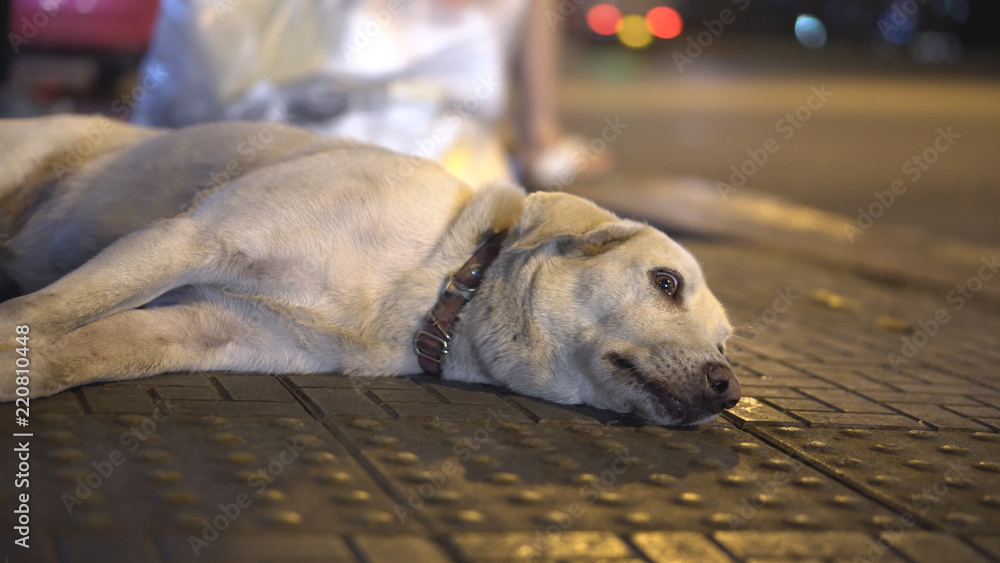 Sad Abandoned Stray Dog Trying To Survive on Streets - Face Close Up At ...