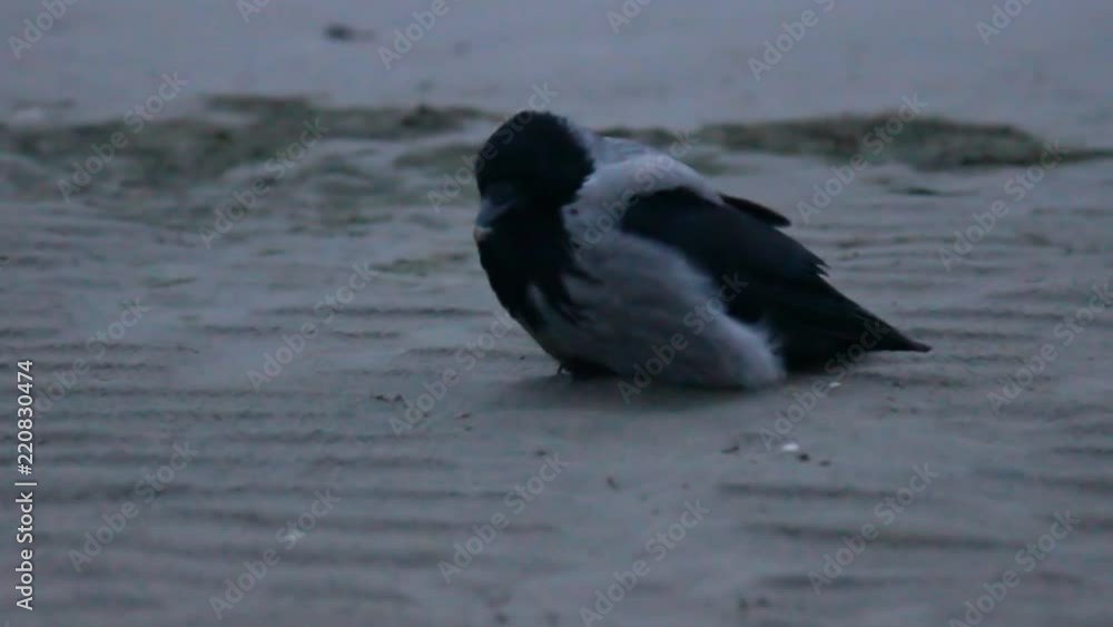 Vidéo Stock Sitting on the beach in the cold wind gray hooded crow ...