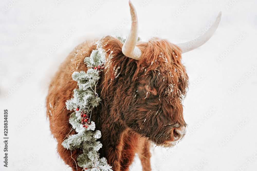 Highland Cattle Snow