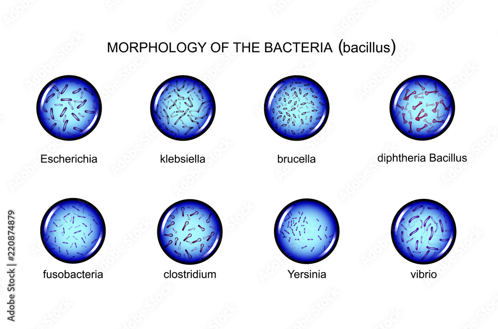Morphology Of Rod shaped Bacteria Stock Vector Adobe Stock morphology-of-rod-shaped-bacteria-stock-vector-adobe-stock