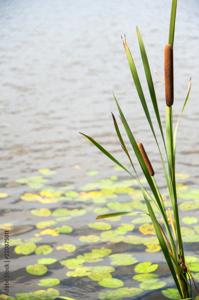 Typha angustifolia / typha angustifolia in the water in a lake with a ...
