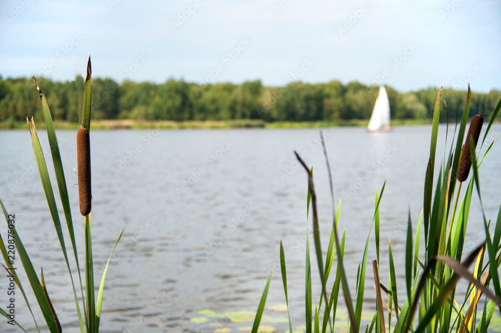 Typha angustifolia / typha angustifolia in the water in a lake with a ...