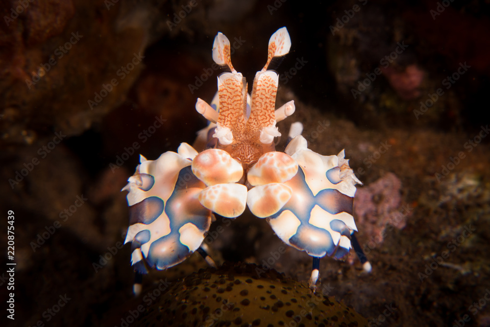 Foto de Harlequin Shrimp - Hymenocera picta - a striking and beautiful ...