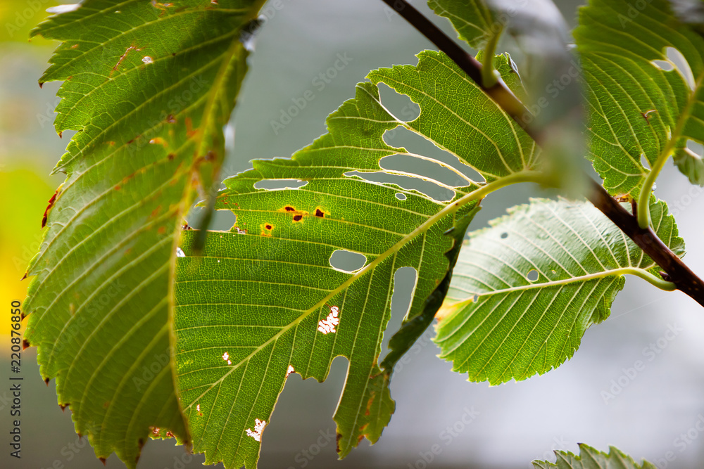 Green leaf of European White Elm (Ulmus laevis) damaged by leaf-eaters ...