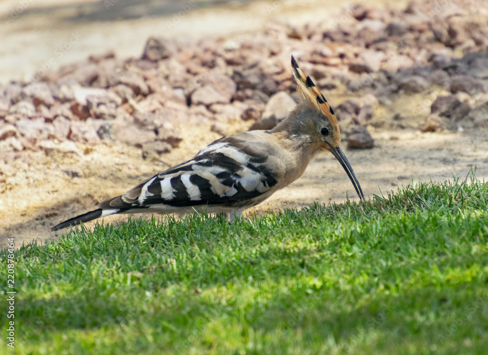 colorful duchifat hoopoe bird hunting and eating grubs and larvae on a ...