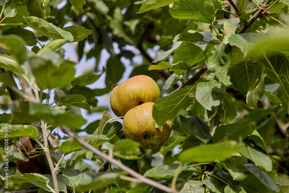 Winterapfel Roter Boskoop, Schöner aus Boskoop, Malus Boskoop ...