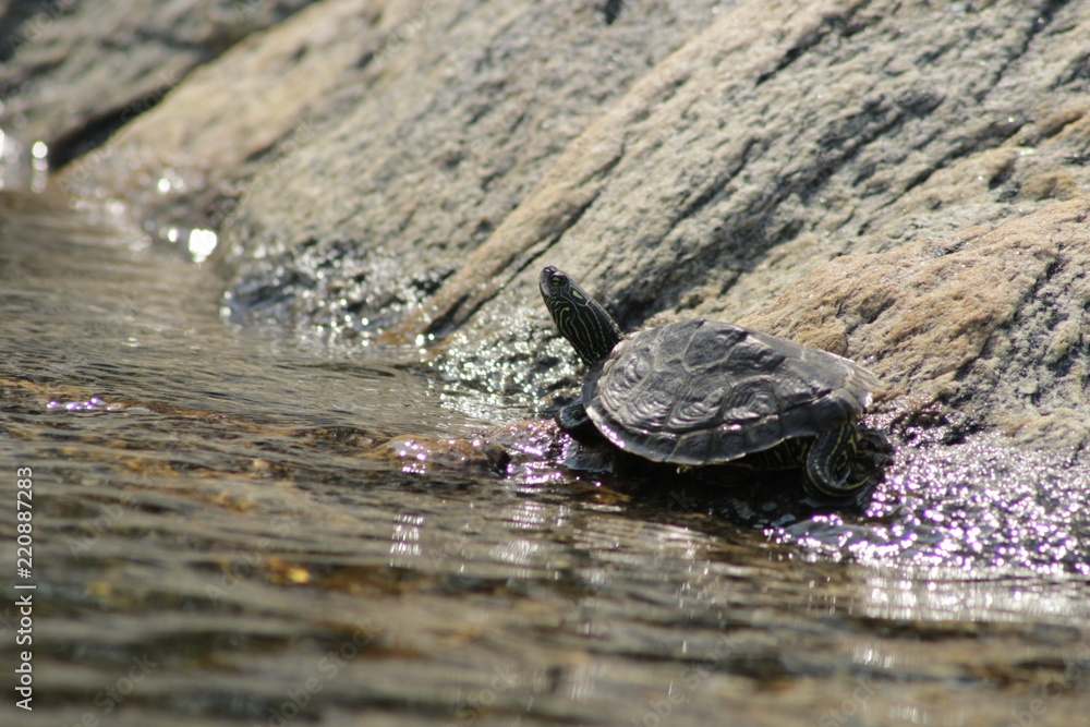 Northern Map Turtle stretched out by the edge of the water basking in ...