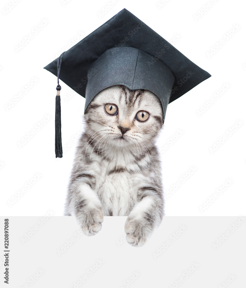 Cat with black graduation cap peeking above white board. isolated on ...