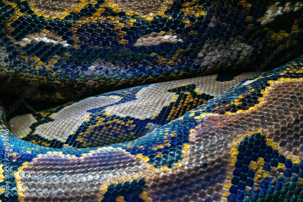 Blue and yellow snake, close-up Stock Photo | Adobe Stock